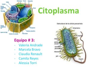 Citoplasma: explicación y ejemplos - Mi apunte escolar